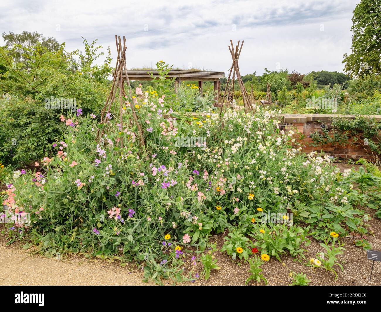 Sweet Peas growing up poles in a garden Stock Photo - Alamy