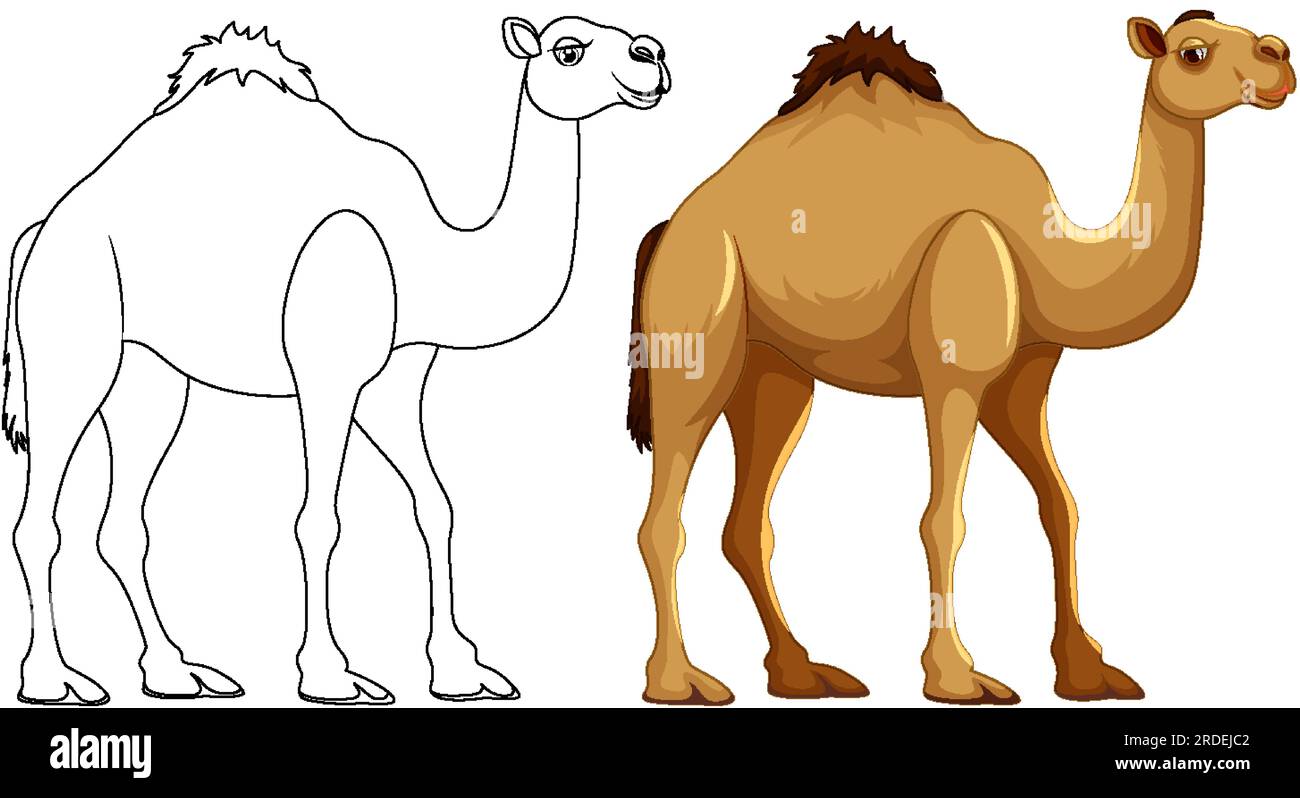 A vector cartoon illustration of a camel walking with an outline for ...