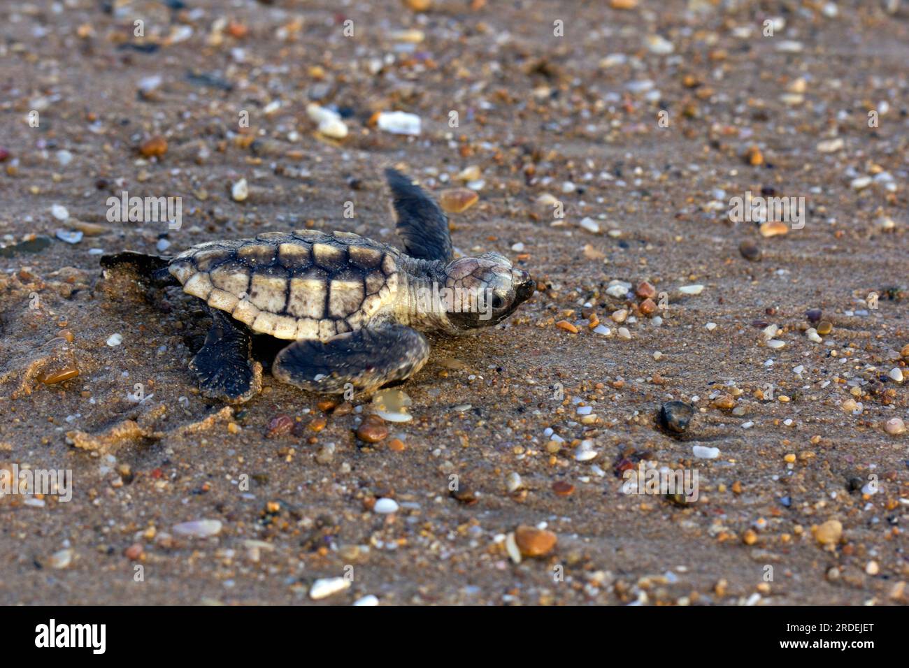 Mon repos turtle hi-res stock photography and images - Alamy