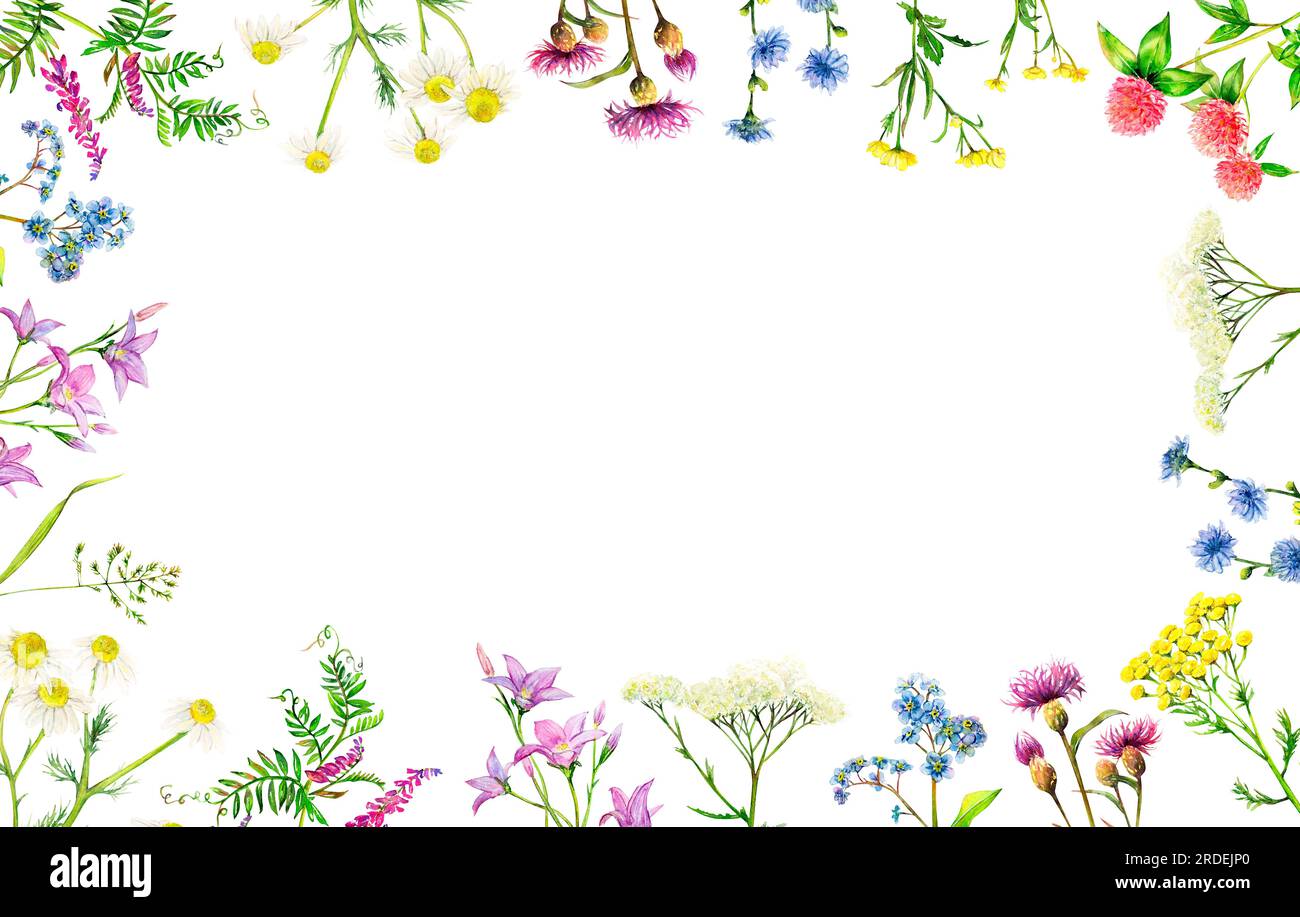 Frame from realistic meadow wildflowers - field bell, clover, yarrow ...