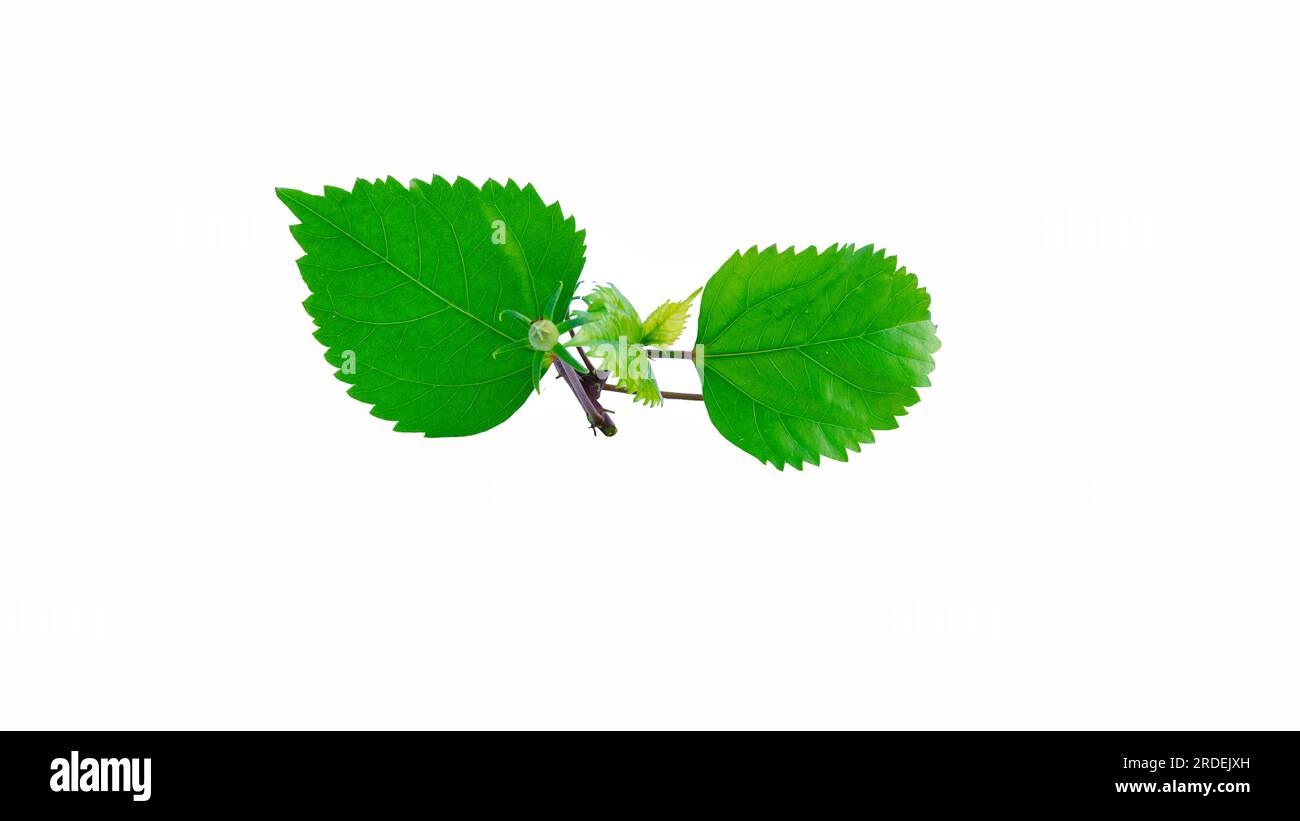 Green leaf of Hibiscus or gudhal. Close up on white background Stock ...