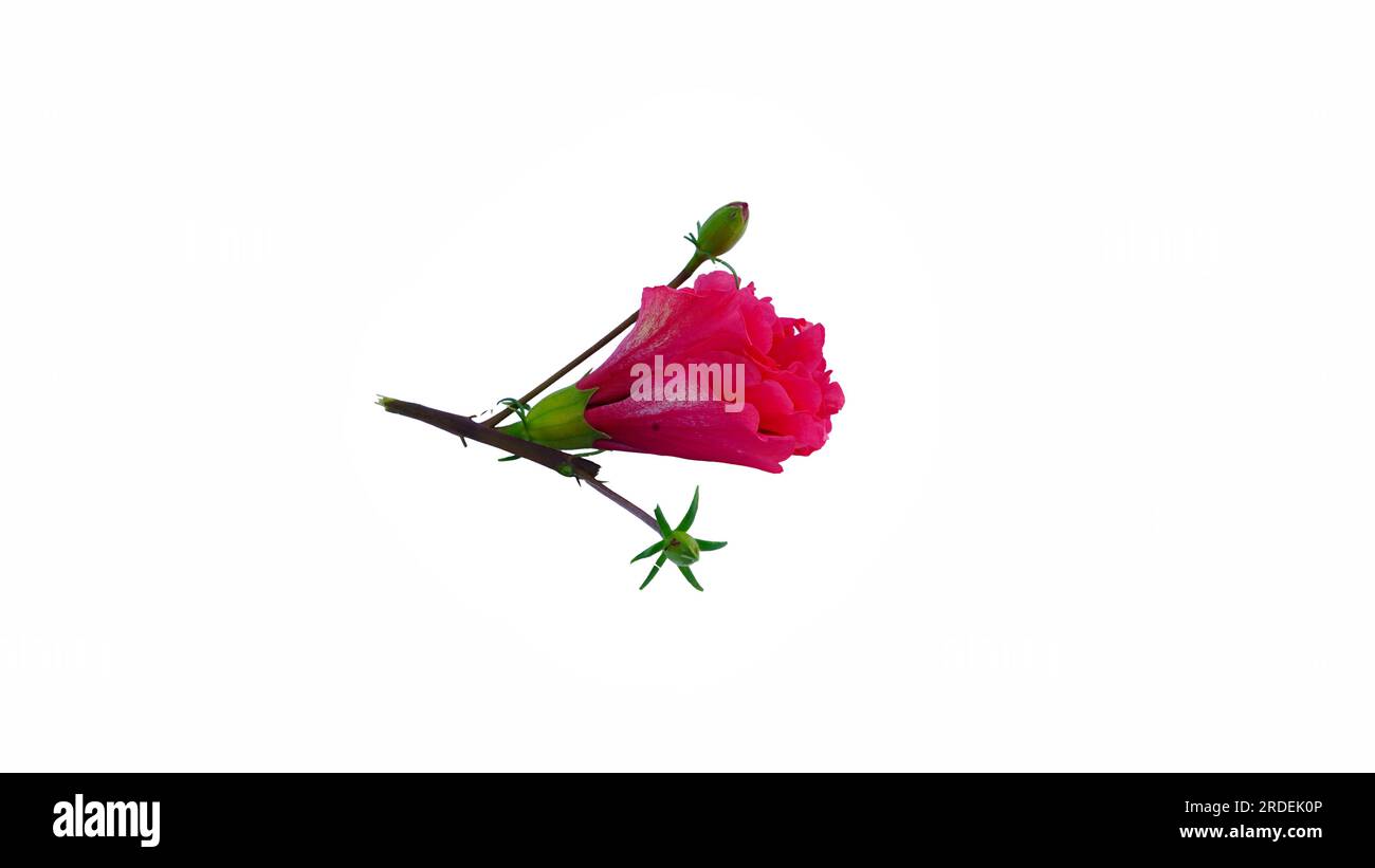 Gorgeous Red Hibiscus Flower Also Called the Chinese Rose and Gudhal on ...