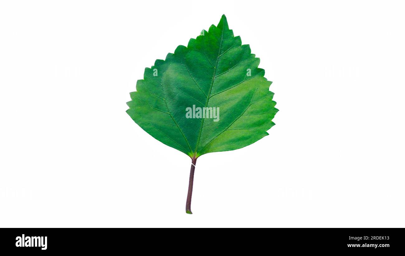 green leaves isolated on white background. Hibiscus or Chinese rose ...