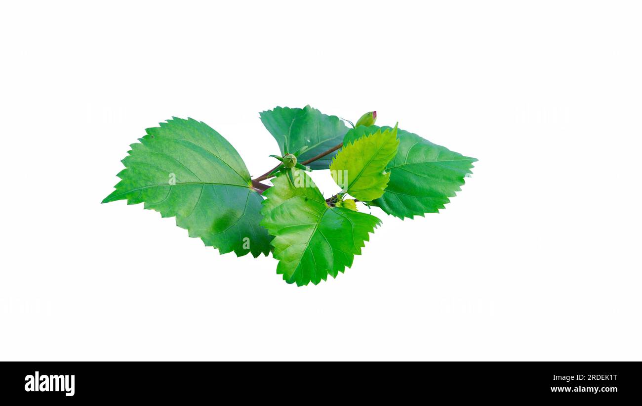 Green leaves and buds of Hibiscus or gudhal. Close up on white ...
