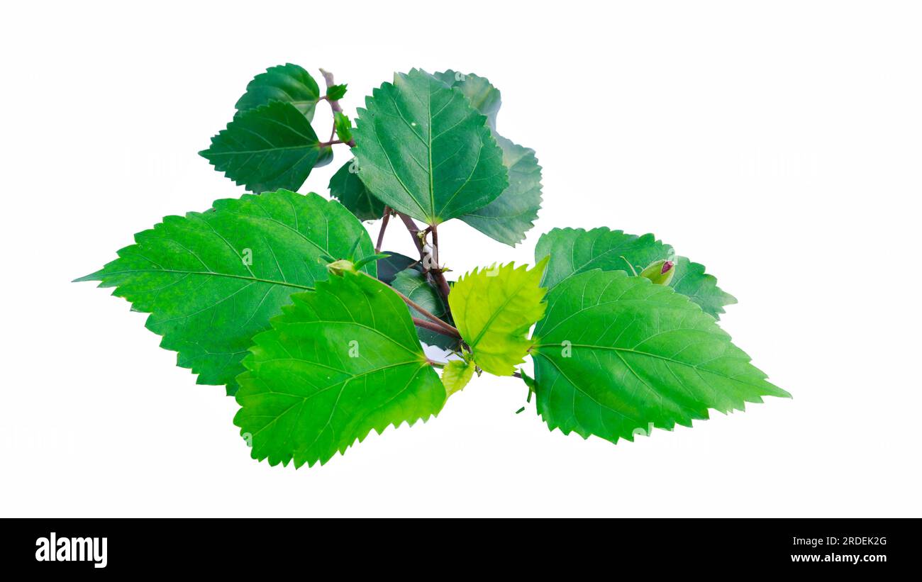 green leaves isolated on white background. Hibiscus or Chinese rose ...