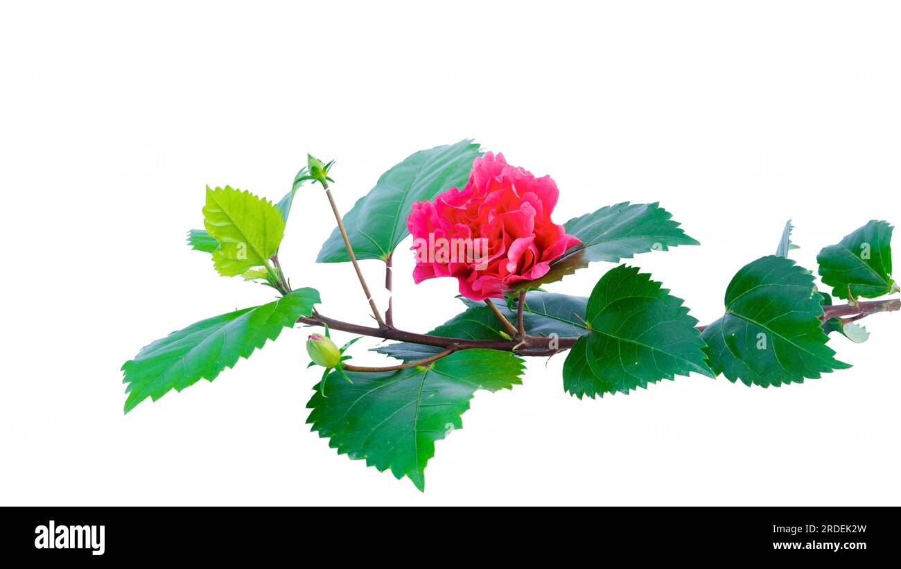 Beautiful large flower and leaf of red hibiscus or gudhal isolated on ...