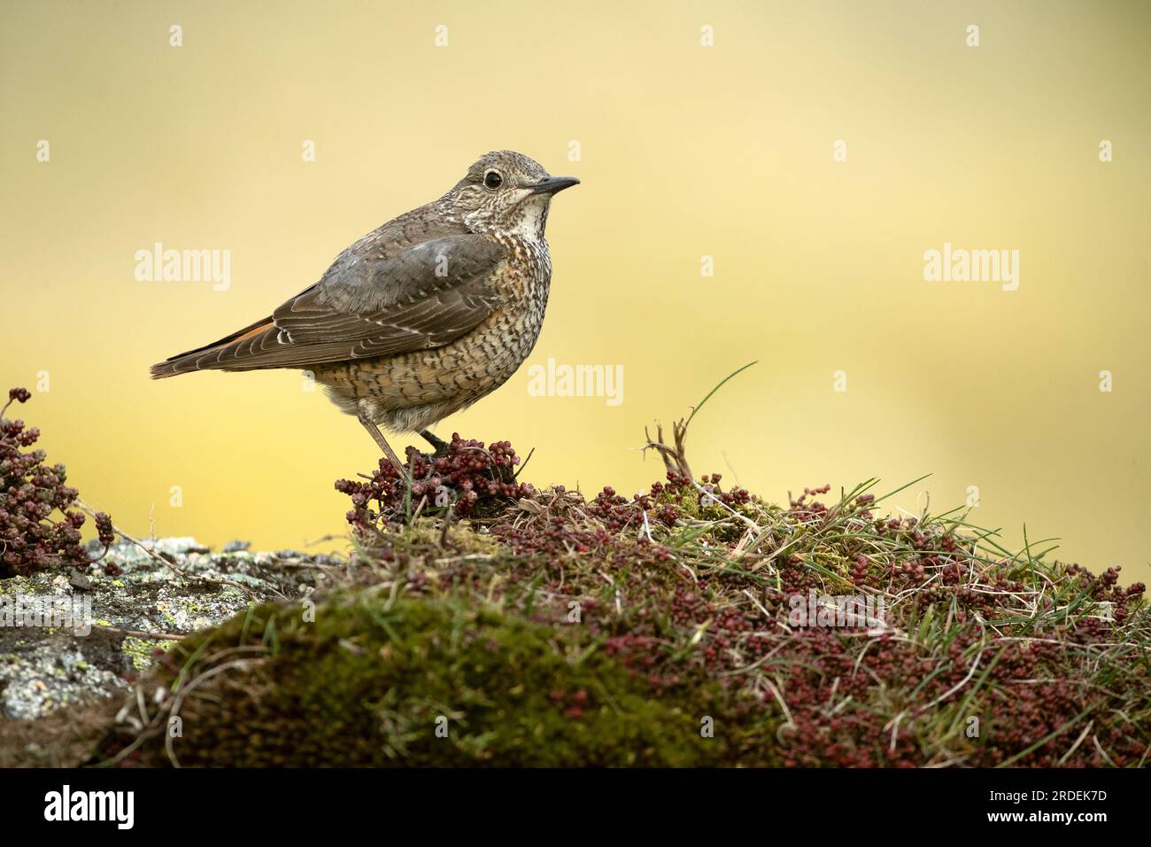 Female Rufous-tailed rock thrush in his breeding territory in a high ...