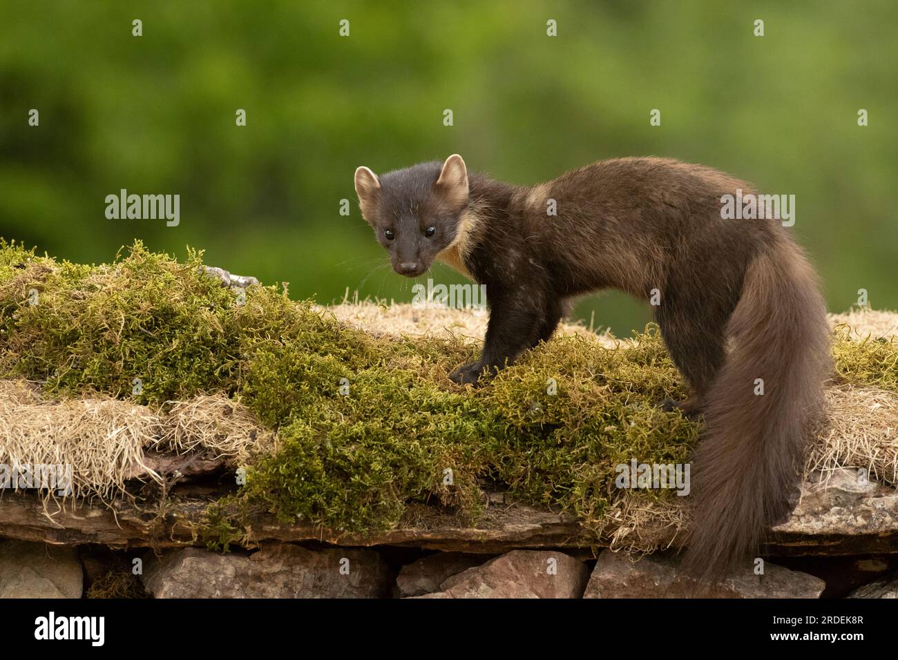 Pine marten inside a forest of fir and oak trees, with the last light ...