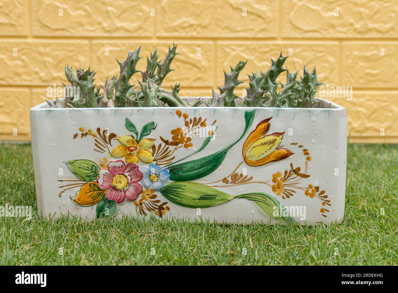 Orbea hesperidum hi-res stock photography and images - Alamy