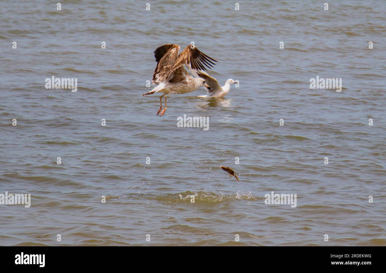 Beach scouring hi-res stock photography and images - Alamy