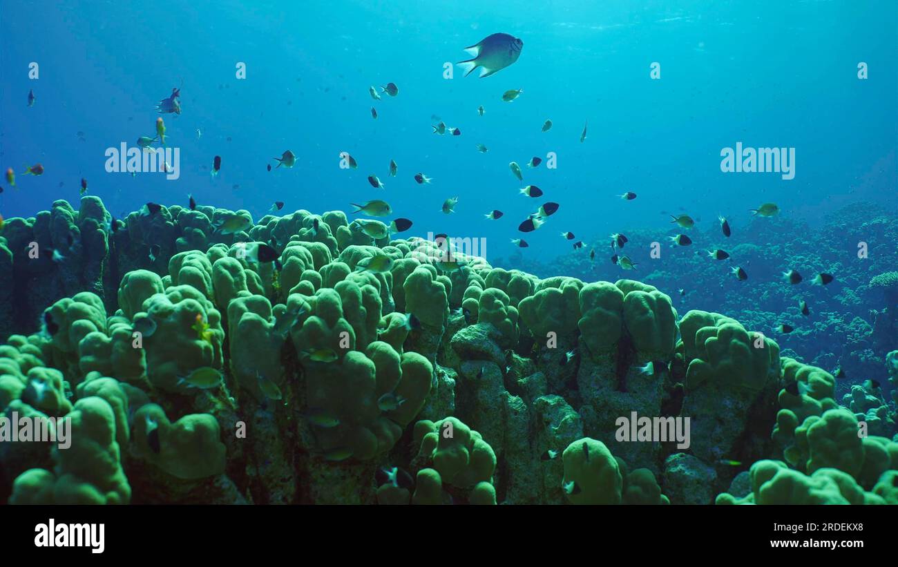 Hard corals colony Porites, school of colorful tropical fish swims ...