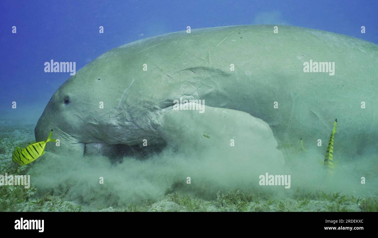 Sea Cow (Dugong dugon) eating algae on seagrass meadow. Dugong ...