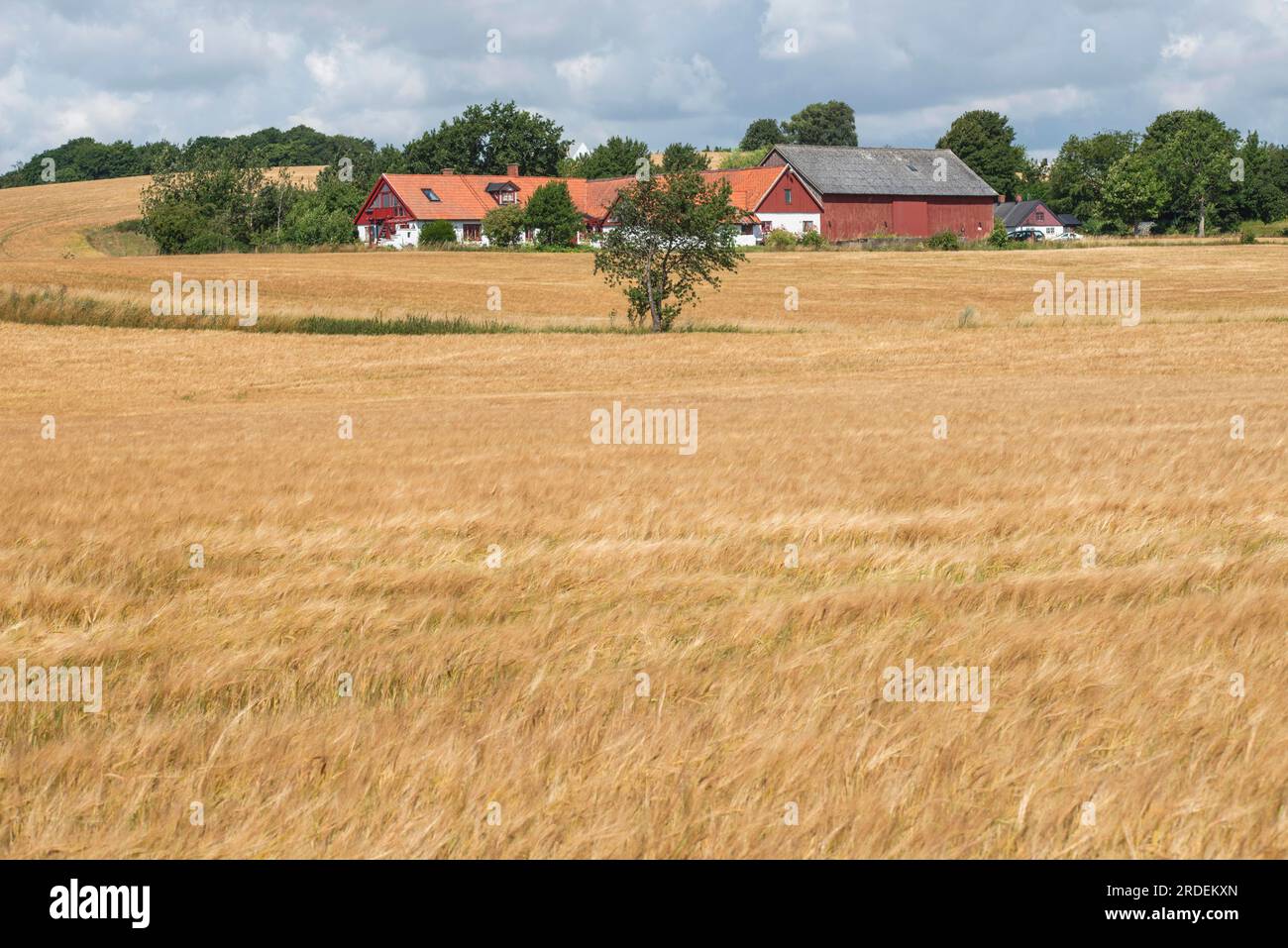 Field of ripe barley in front of a farm in southern Scania, Sweden ...