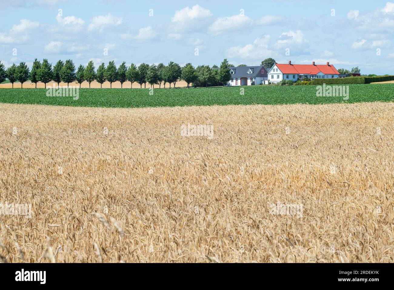 Field of ripe rye in front of a farm in southern Skane, Sweden ...