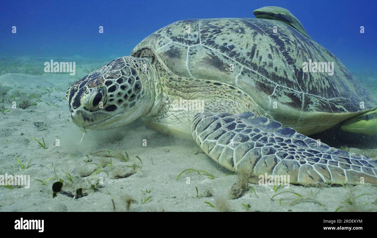 Close up of Sea turtle grazing on the seaseabed, slow motion. Great ...