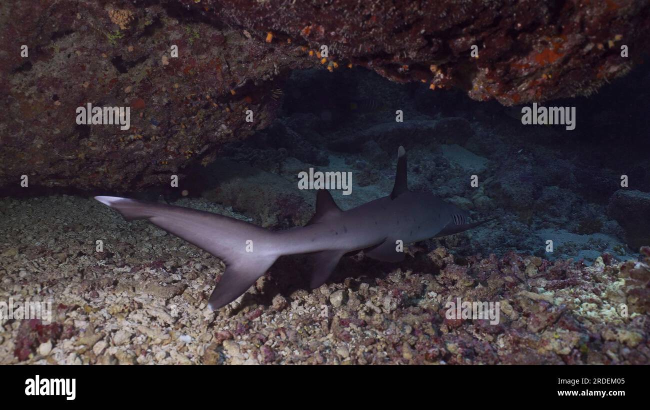 Shark in cave hi-res stock photography and images - Alamy