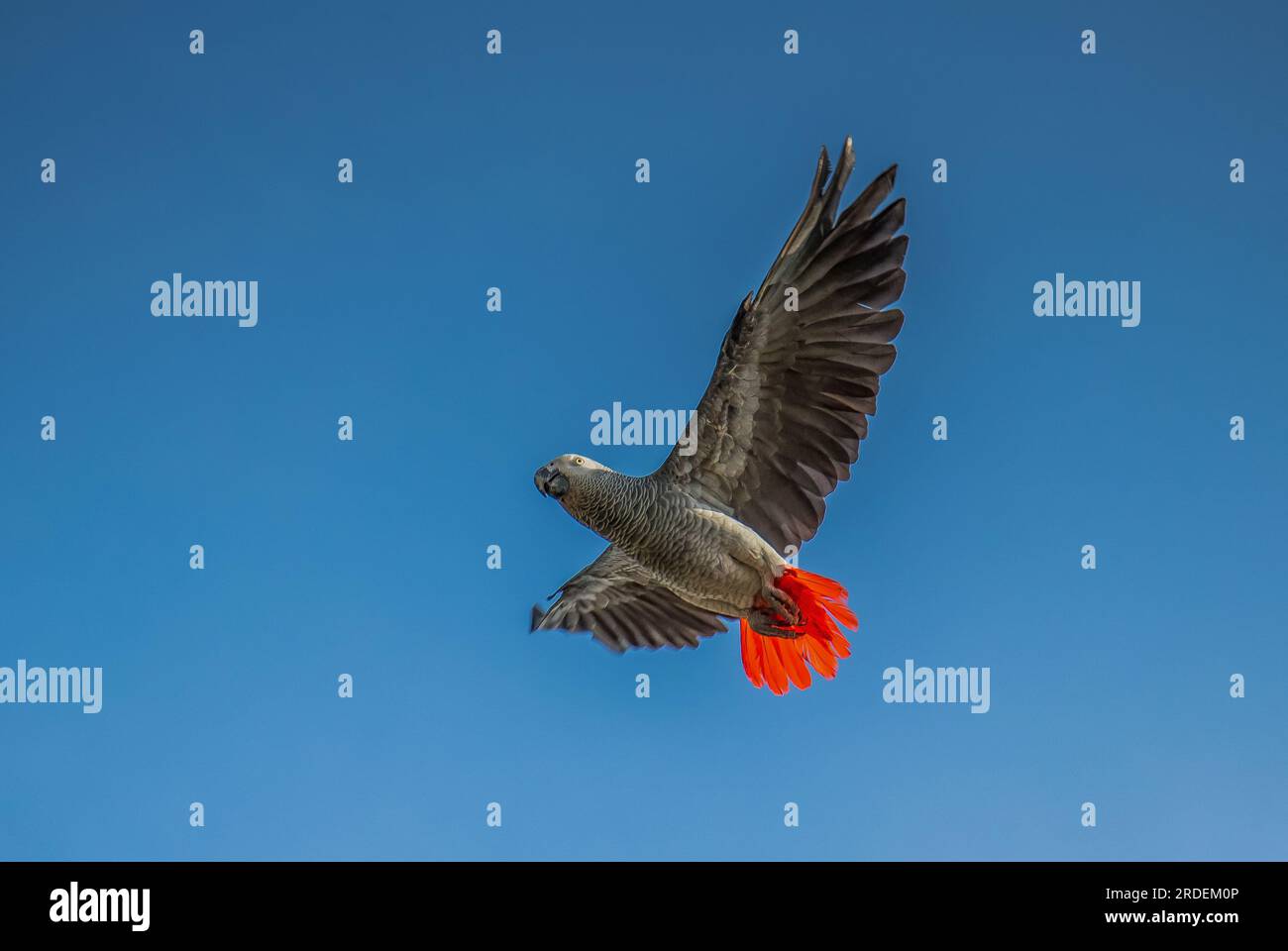 African parrot hi-res stock photography and images - Alamy