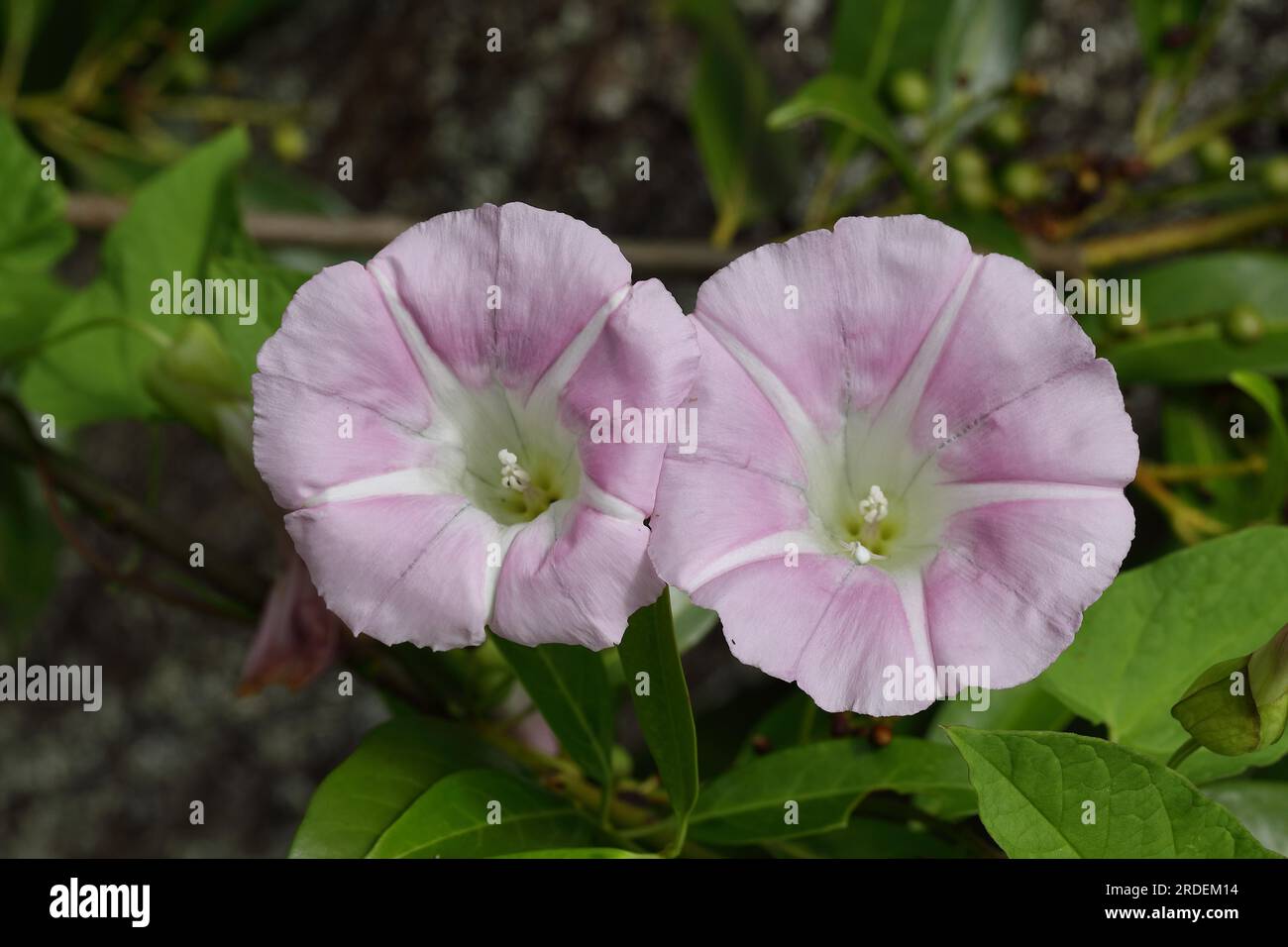 Common fence bindweed (Calystegia sepium subsp. sepium), in a garden ...