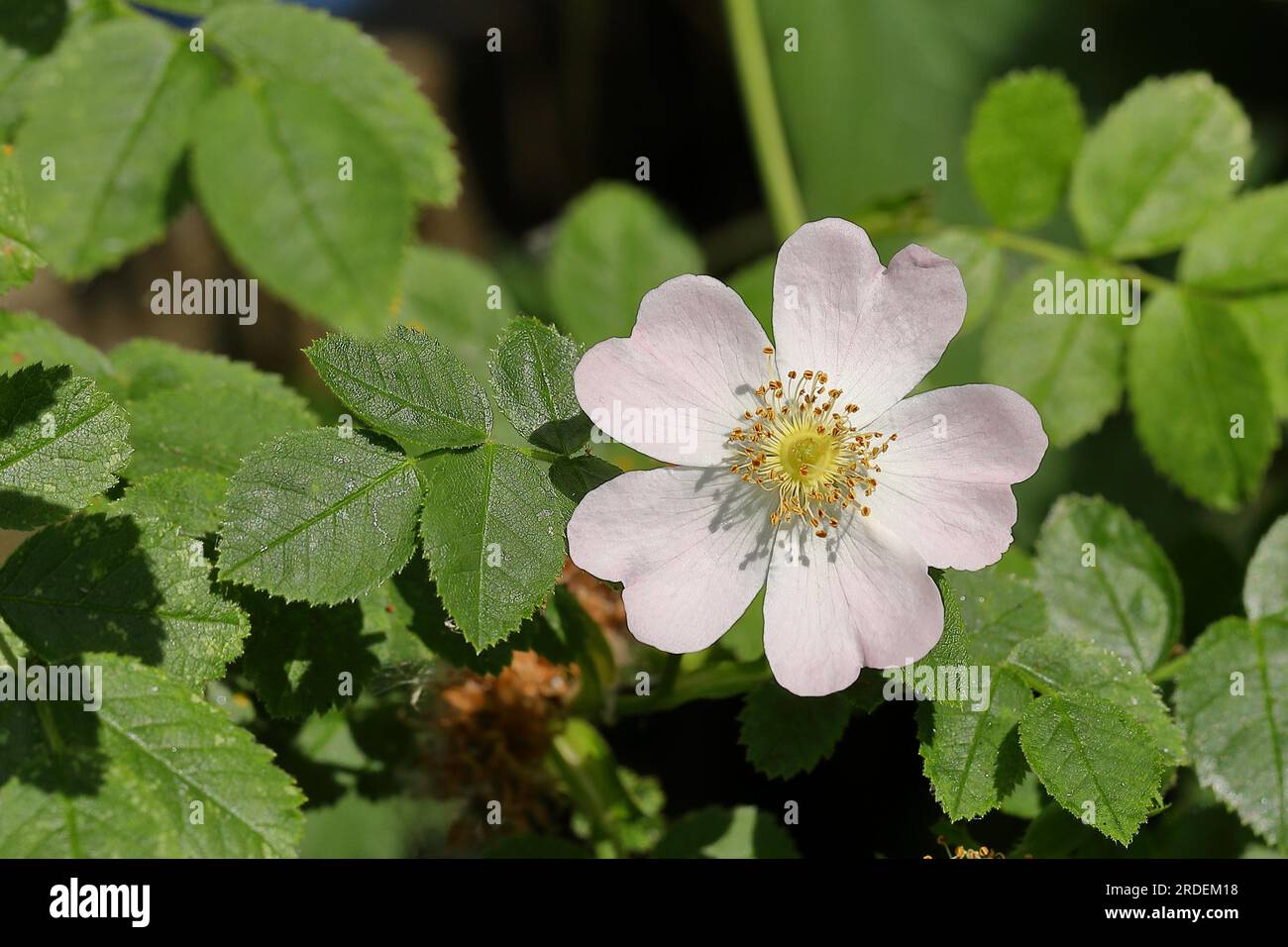 Dog rose (Rosa canina), blossom, North Rhine-Westphalia, Germany Stock ...