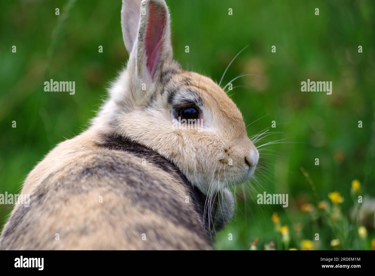 Rabbit head hi-res stock photography and images - Alamy