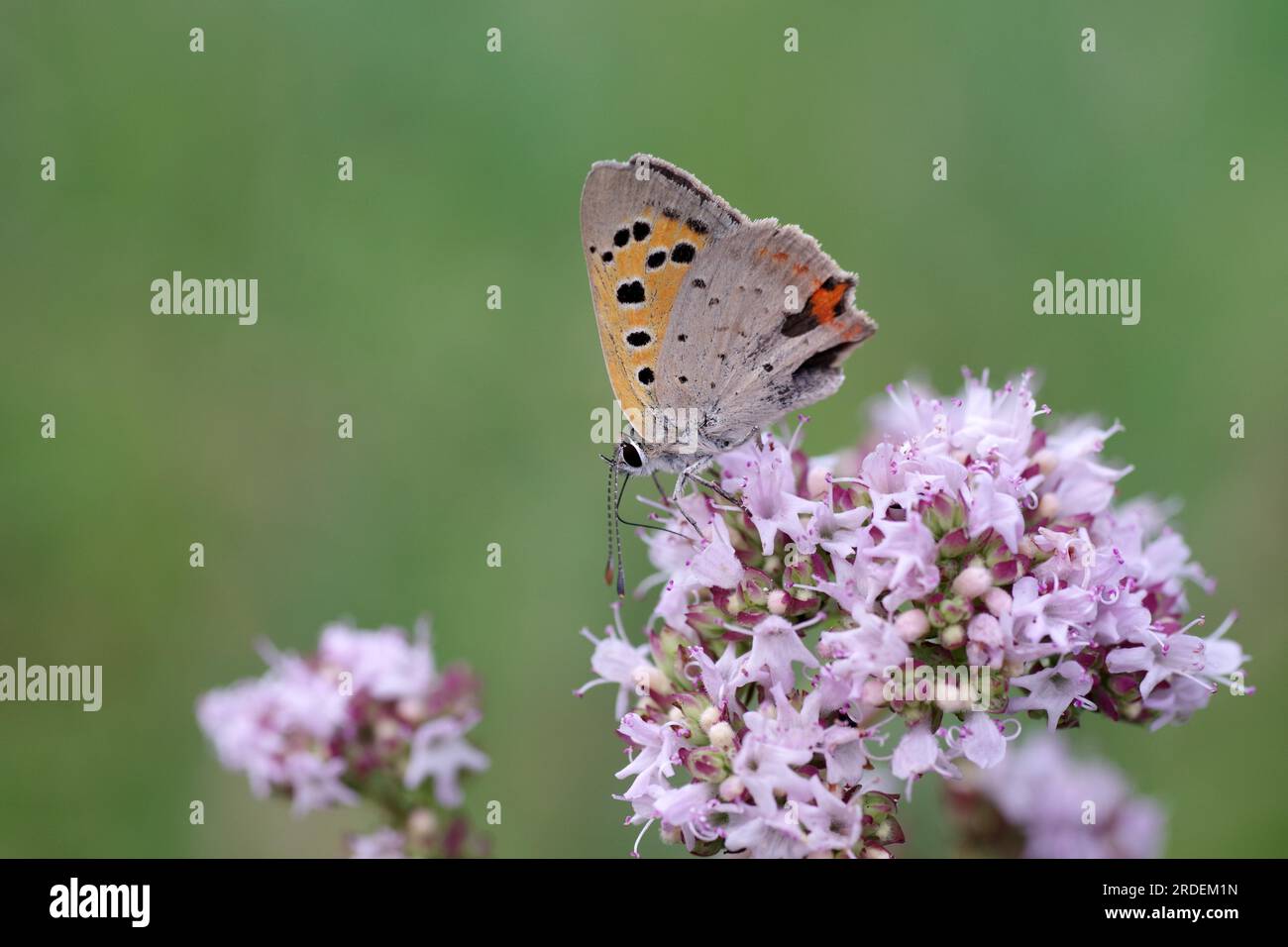 Close-up, Small fire butterfly (Lycaena phlaeas), butterfly, blue ...