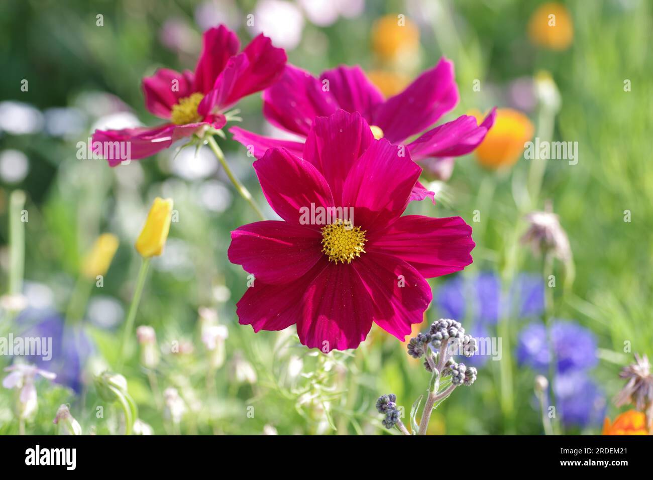 Mexican aster (Cosmos bipinnatus), cosmos, flower, red, blossom, plant ...
