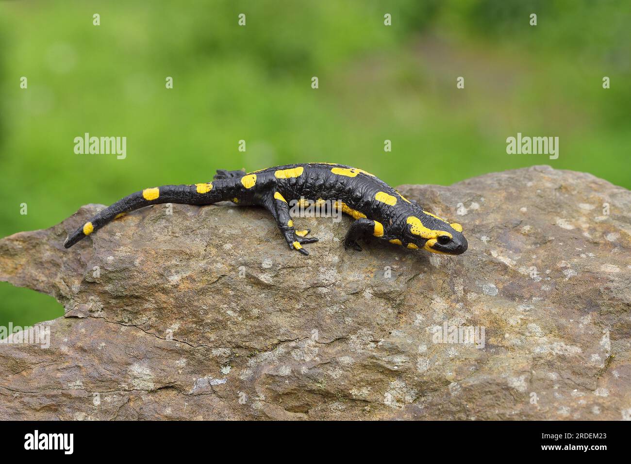 Fire salamander (Salamandra salamandra), running over a stone, Wildlife ...