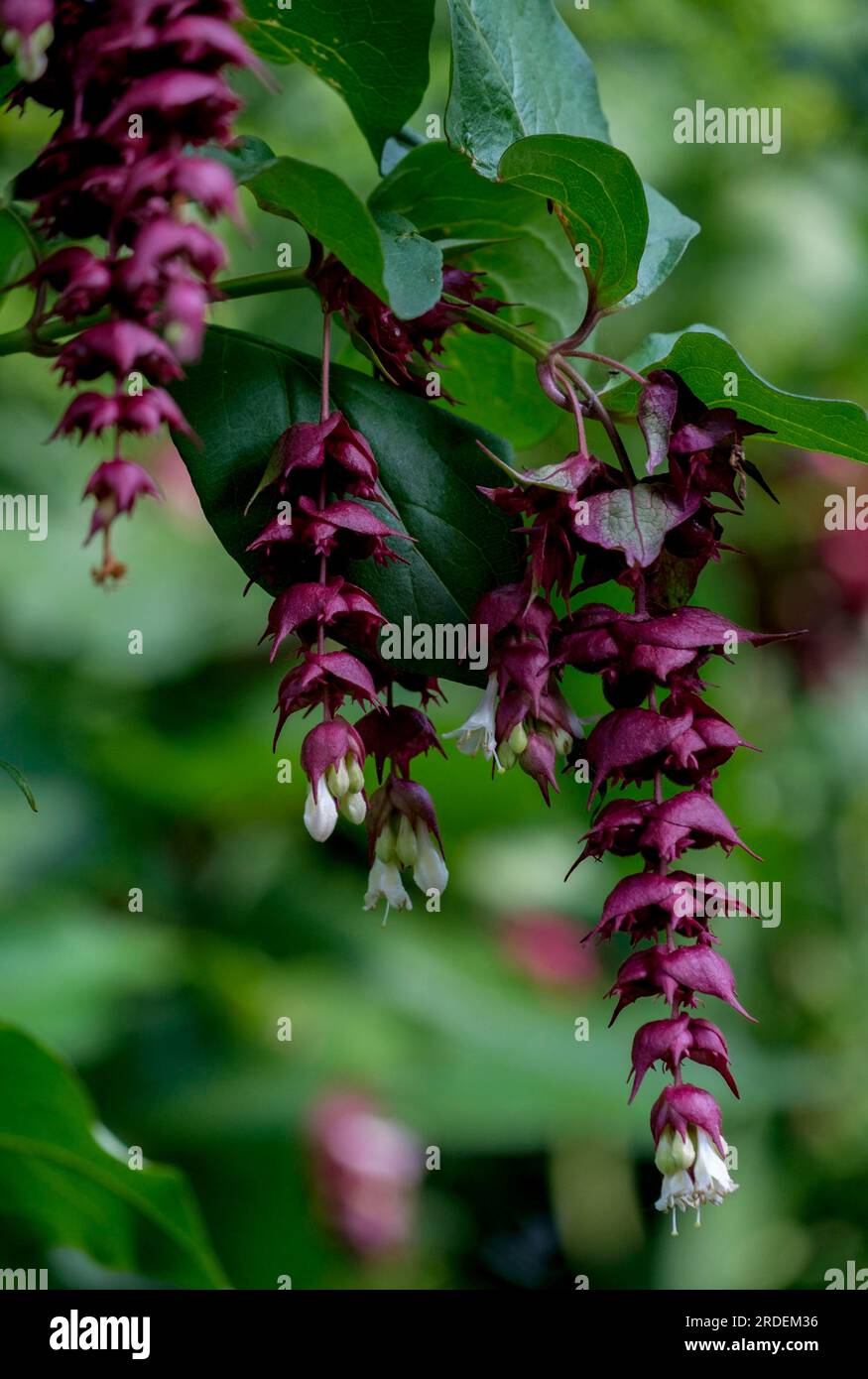Caramel bush (Leycesteria formosa), also caramel berry, North Rhine ...