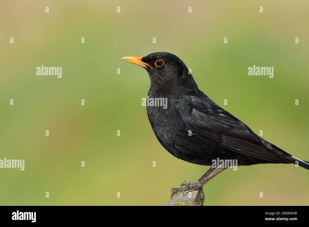 Blackbird (Turdus merula) male, sitting on a stone, side view, North ...