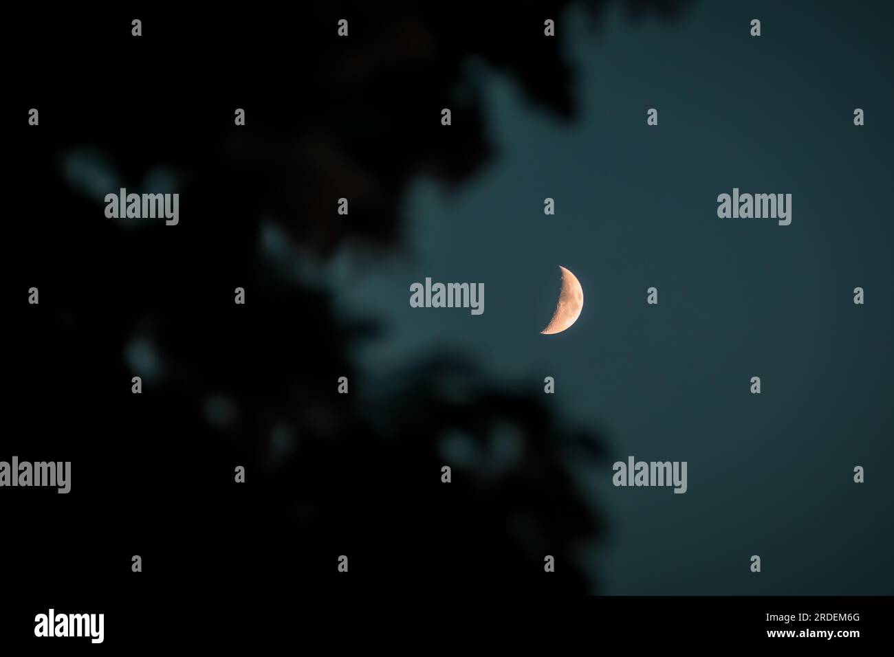 Moon between tree hi-res stock photography and images - Alamy