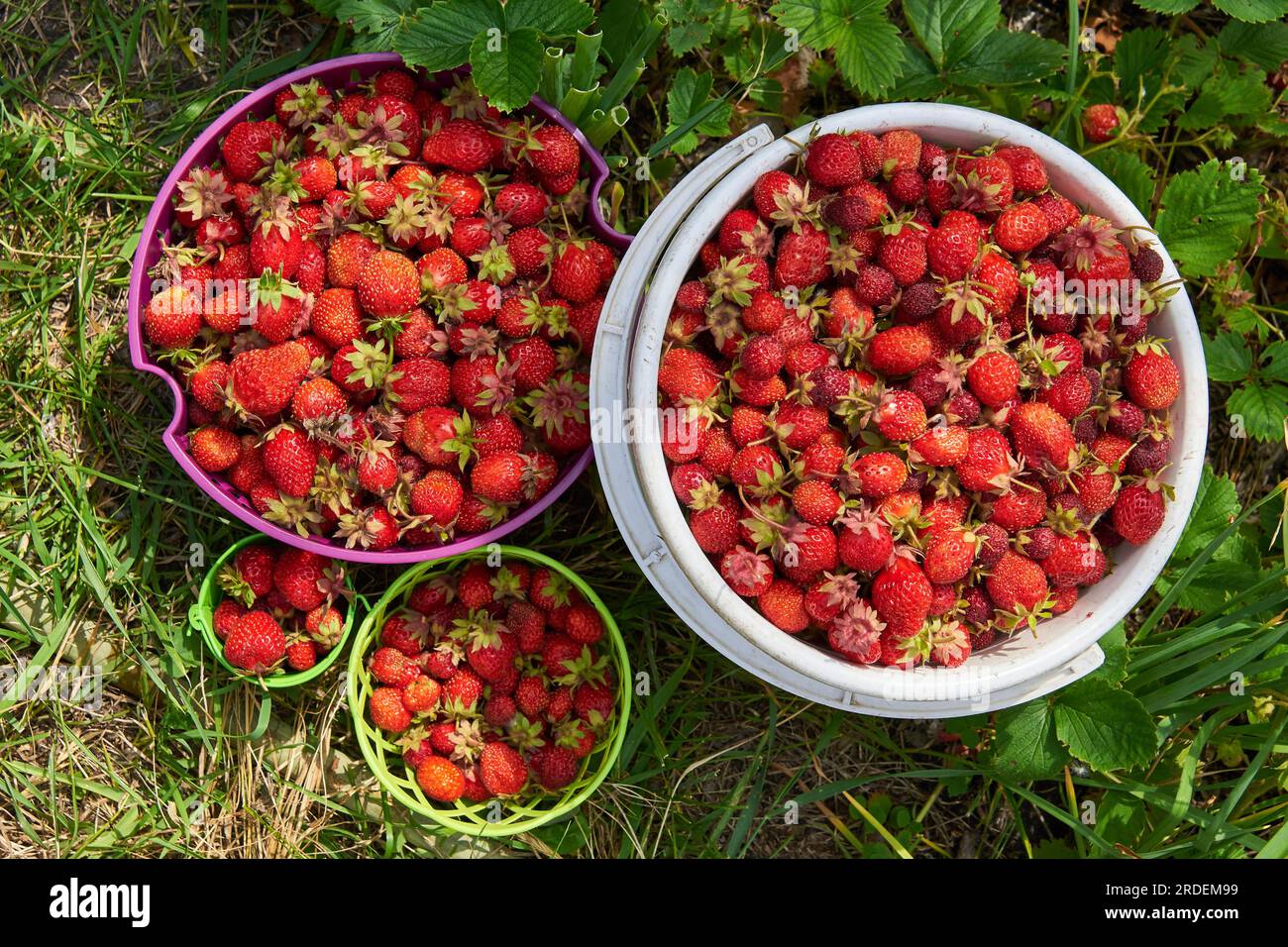 Berry season. Bright colorful buckets with berries of strawberries on ...