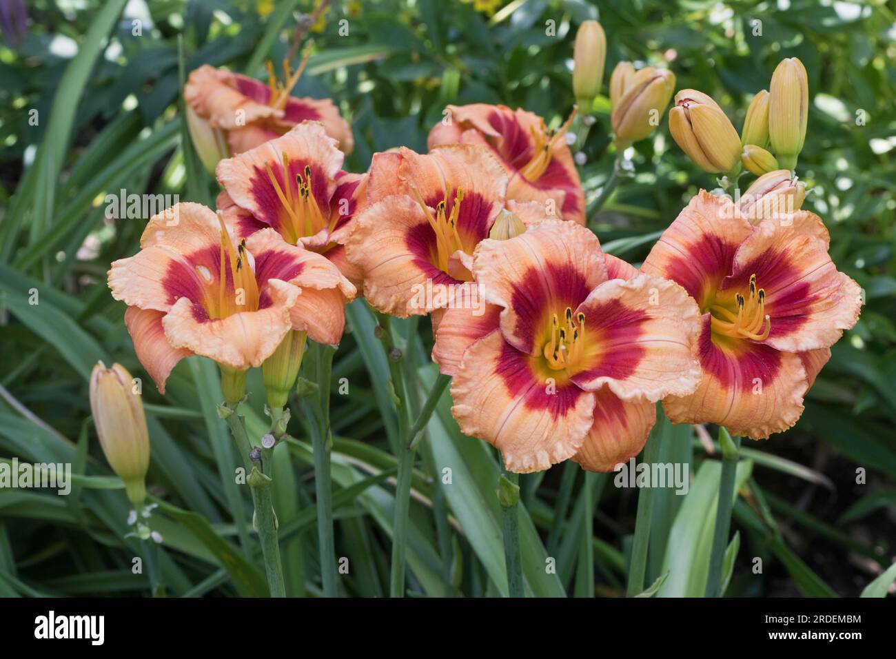Tiger embellishment hi-res stock photography and images - Alamy