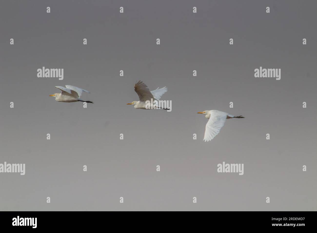 Birds soaring in the sky hi-res stock photography and images - Alamy