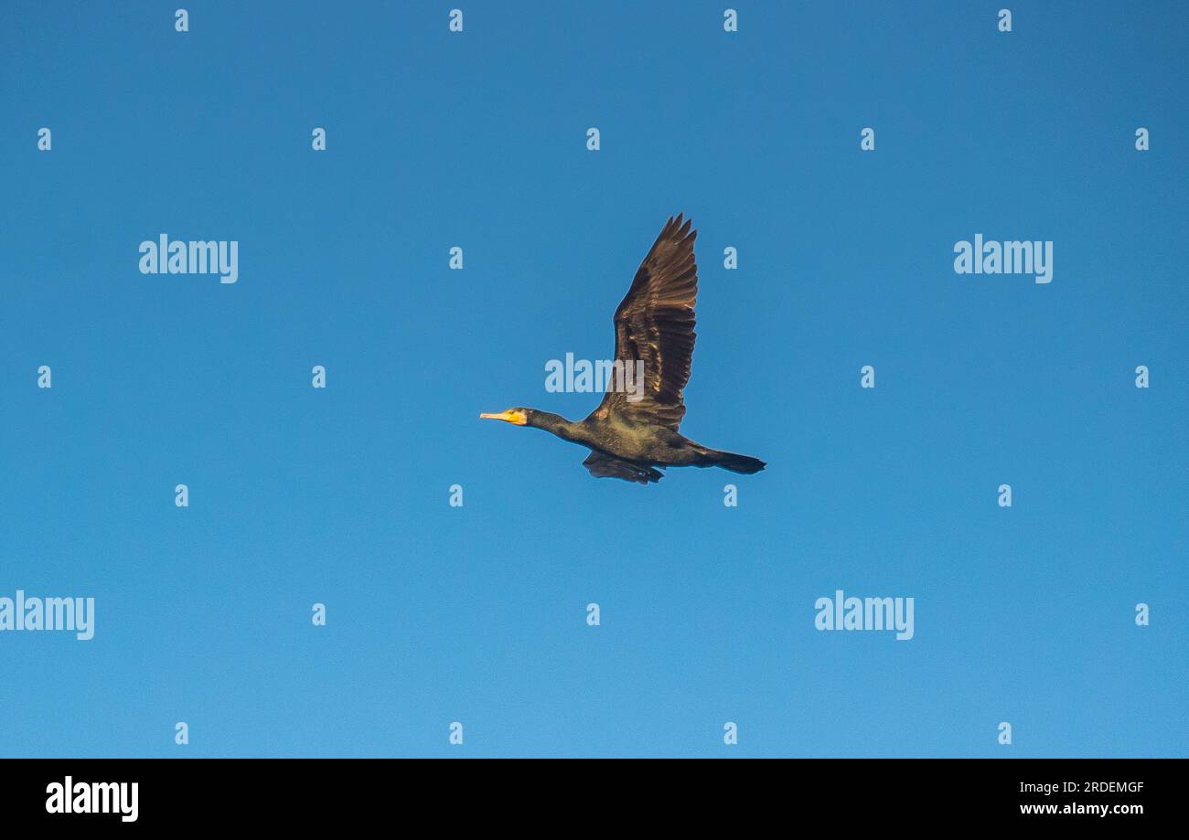 Sky gazing birds hi-res stock photography and images - Alamy