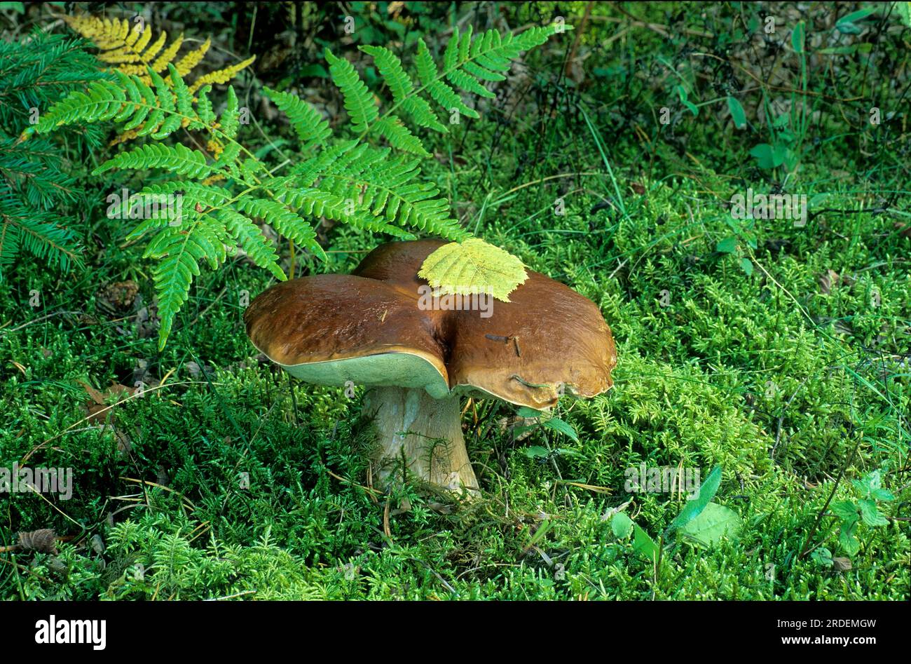 Boletus edulis (Boletus edulis L.), also known as the gentlemen's ...