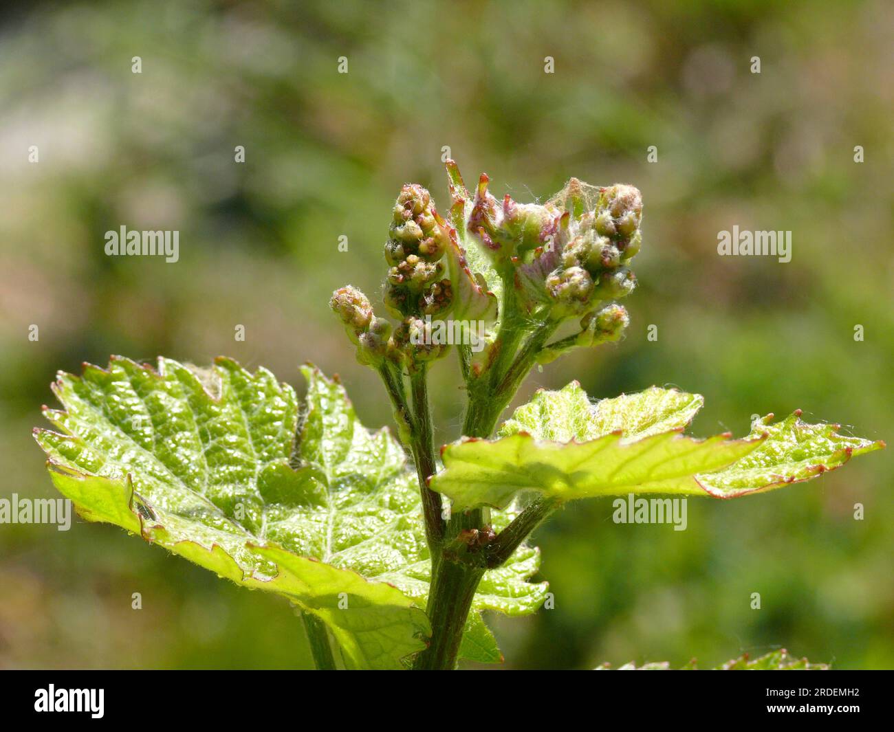 Grape flower with fresh, inflorescence of grapevine budding, noble grapevine, true grapevine ...