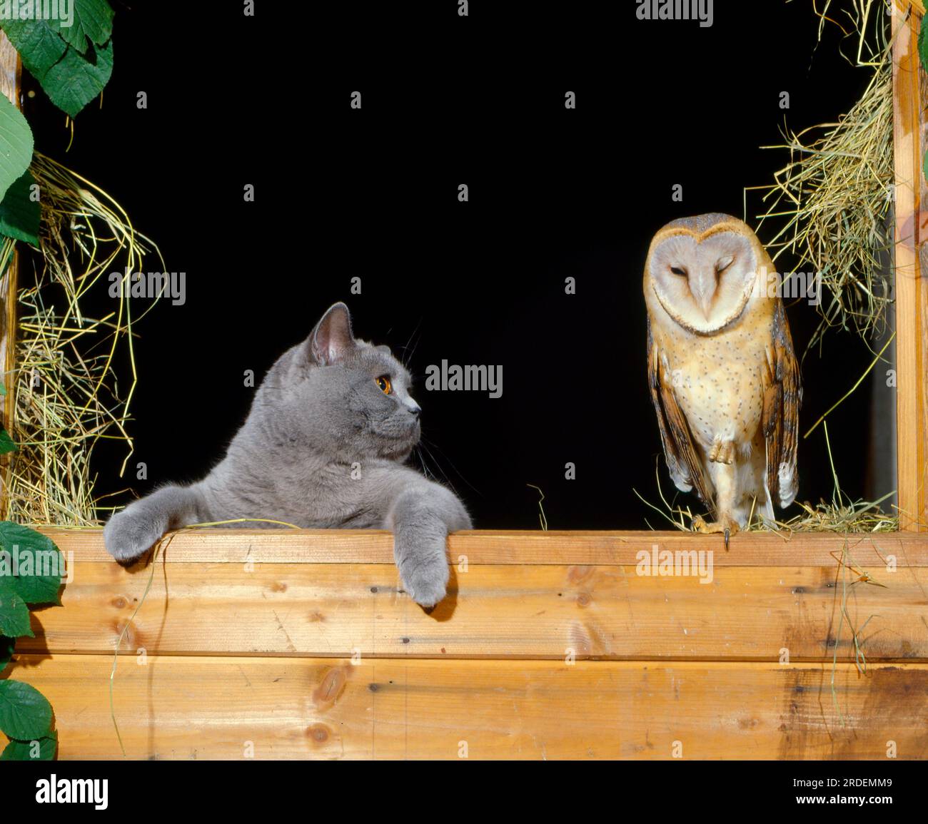 Cat with common barn owl (Tyto alba), Barn owl Stock Photo - Alamy
