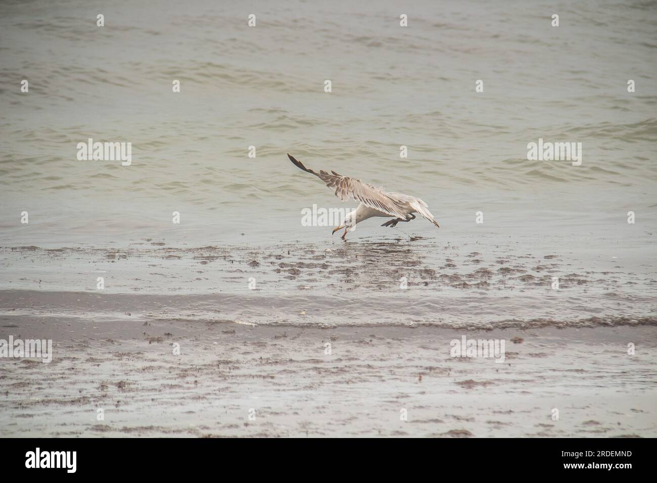 Beachside Aviator: Gull Bird Soaring Over the Beach Stock Photo - Alamy
