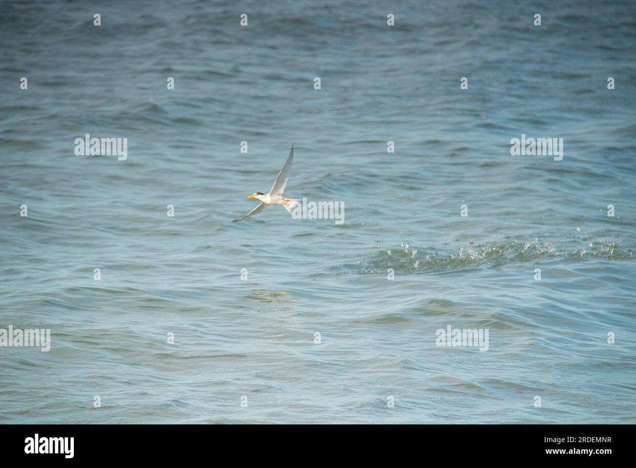 Coastal Flyers: Little Tern Birds Soar Over the Sea Stock Photo - Alamy