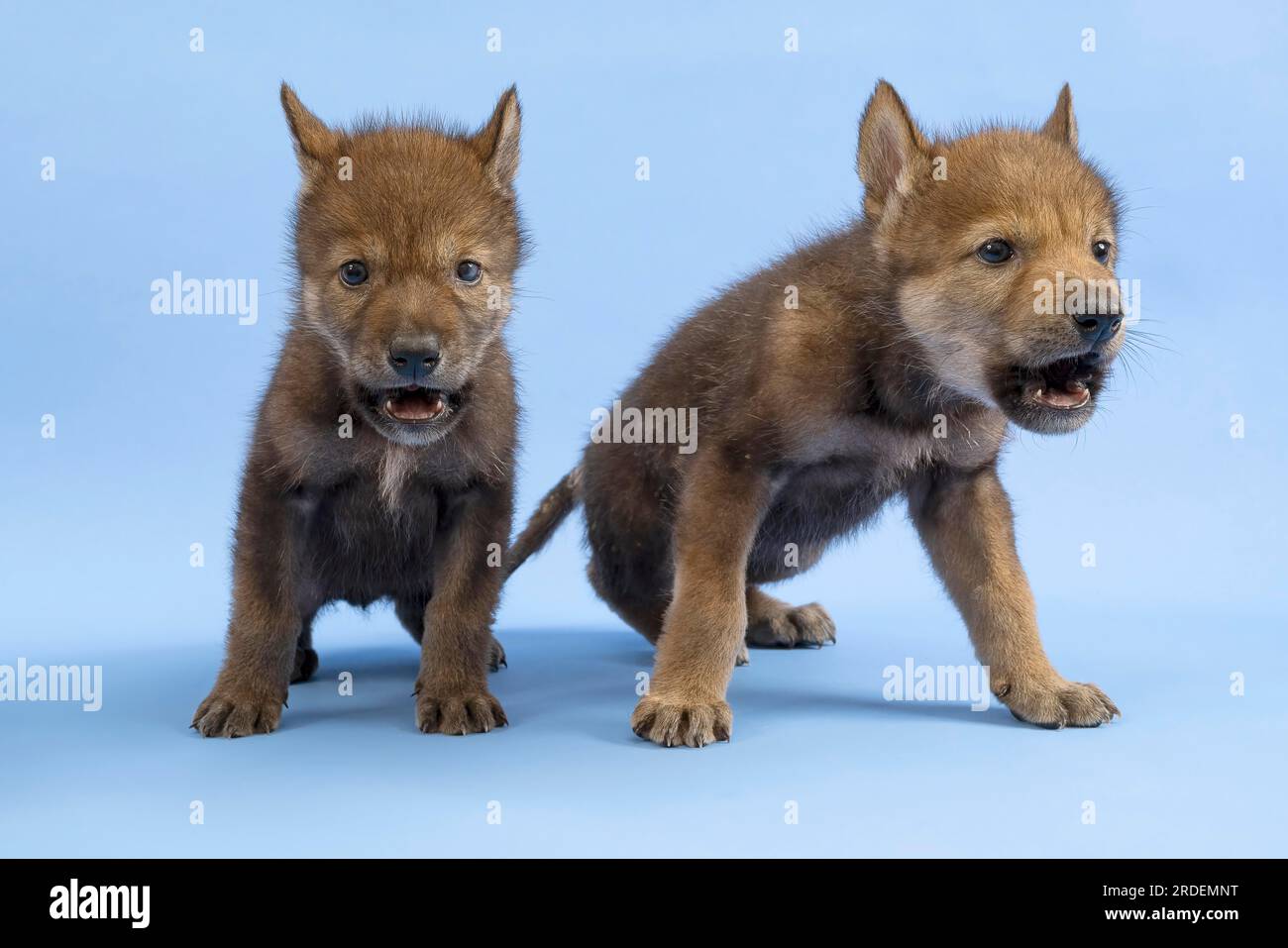 European gray wolf (Canis lupus lupus), siblings, howling, pup ...