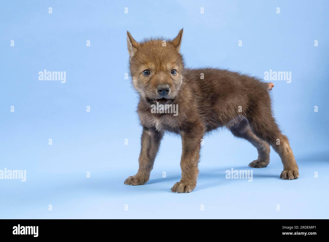European gray wolf (Canis lupus lupus), lateral view, tail bitten off ...