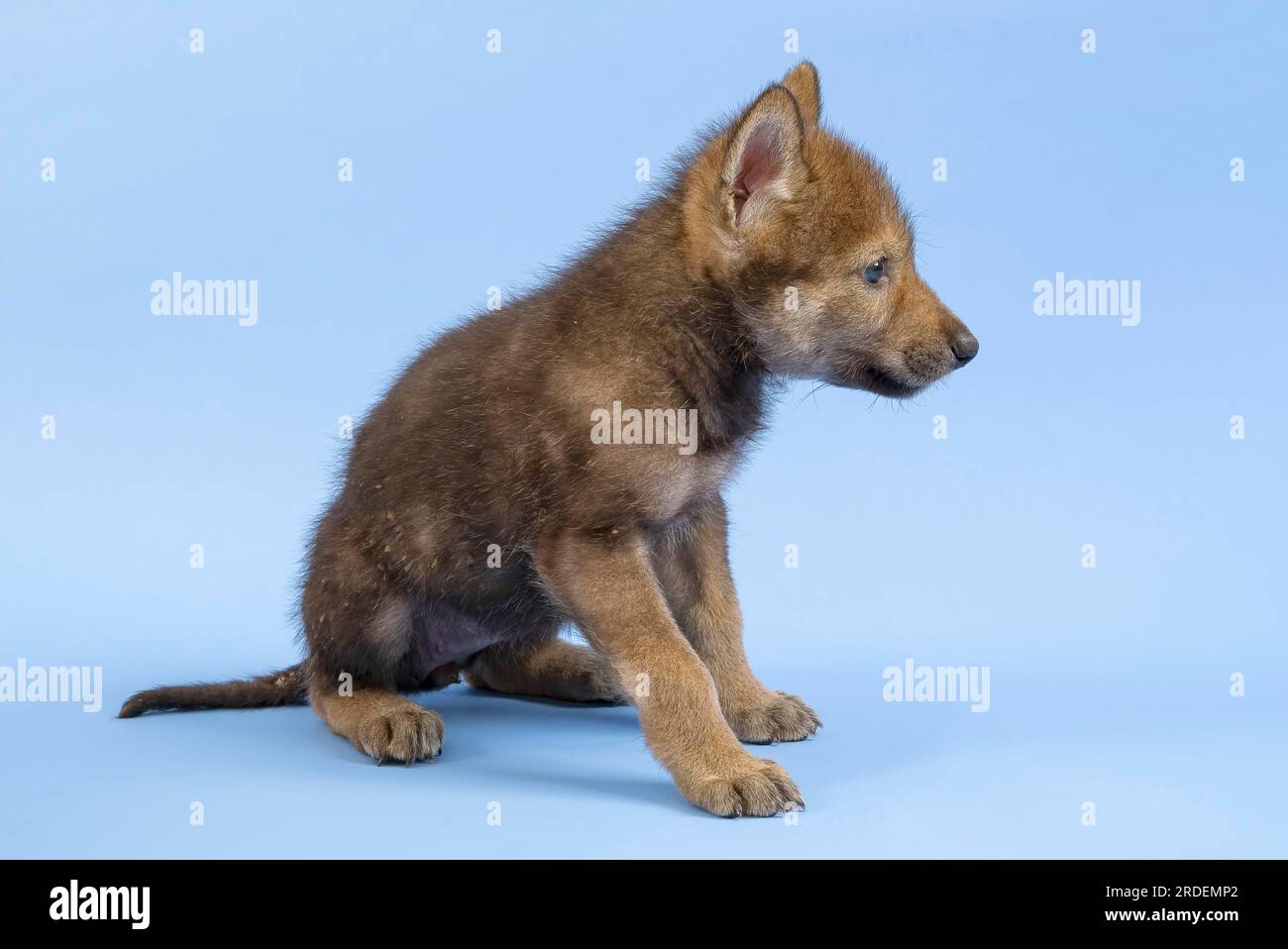 European gray wolf (Canis lupus lupus), lateral, sitting, pup, juvenile ...