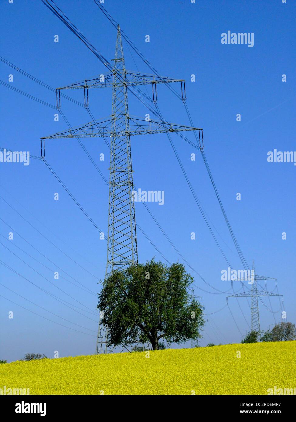 Power pylons, in the rape field, power pylons in the field, power lines ...