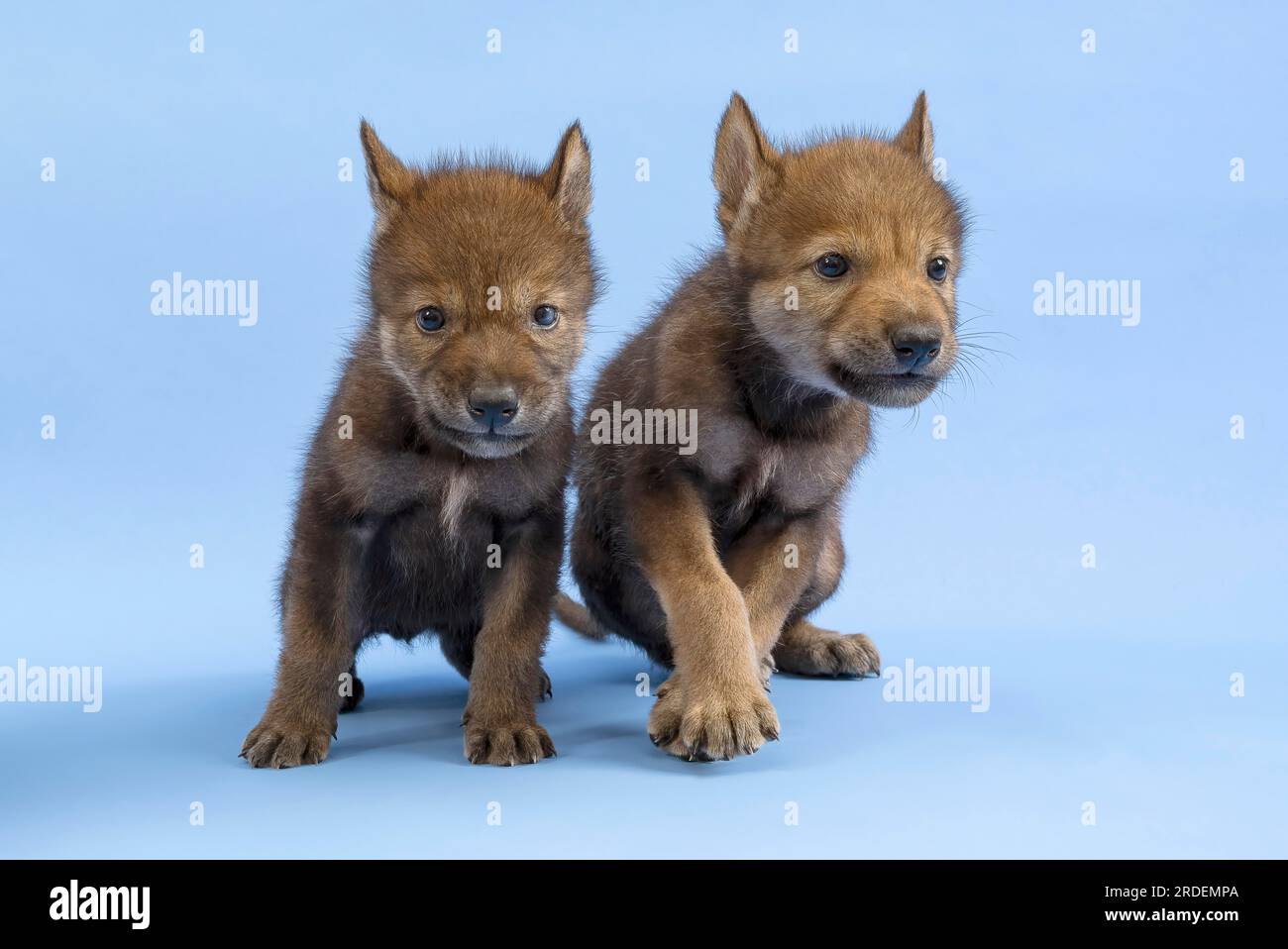European gray wolf (Canis lupus lupus), sibling, pup, juvenile, captive ...