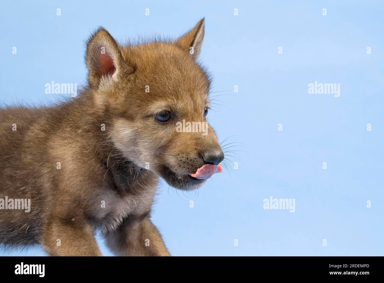European gray wolf (Canis lupus lupus), animal portrait, licking its ...