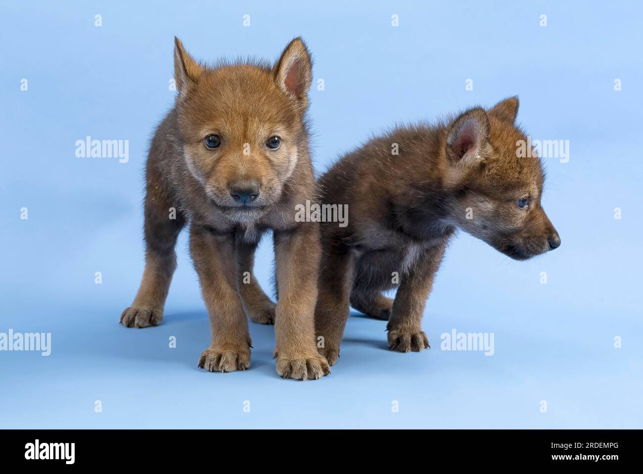 Blue Wolf Eye Contacts