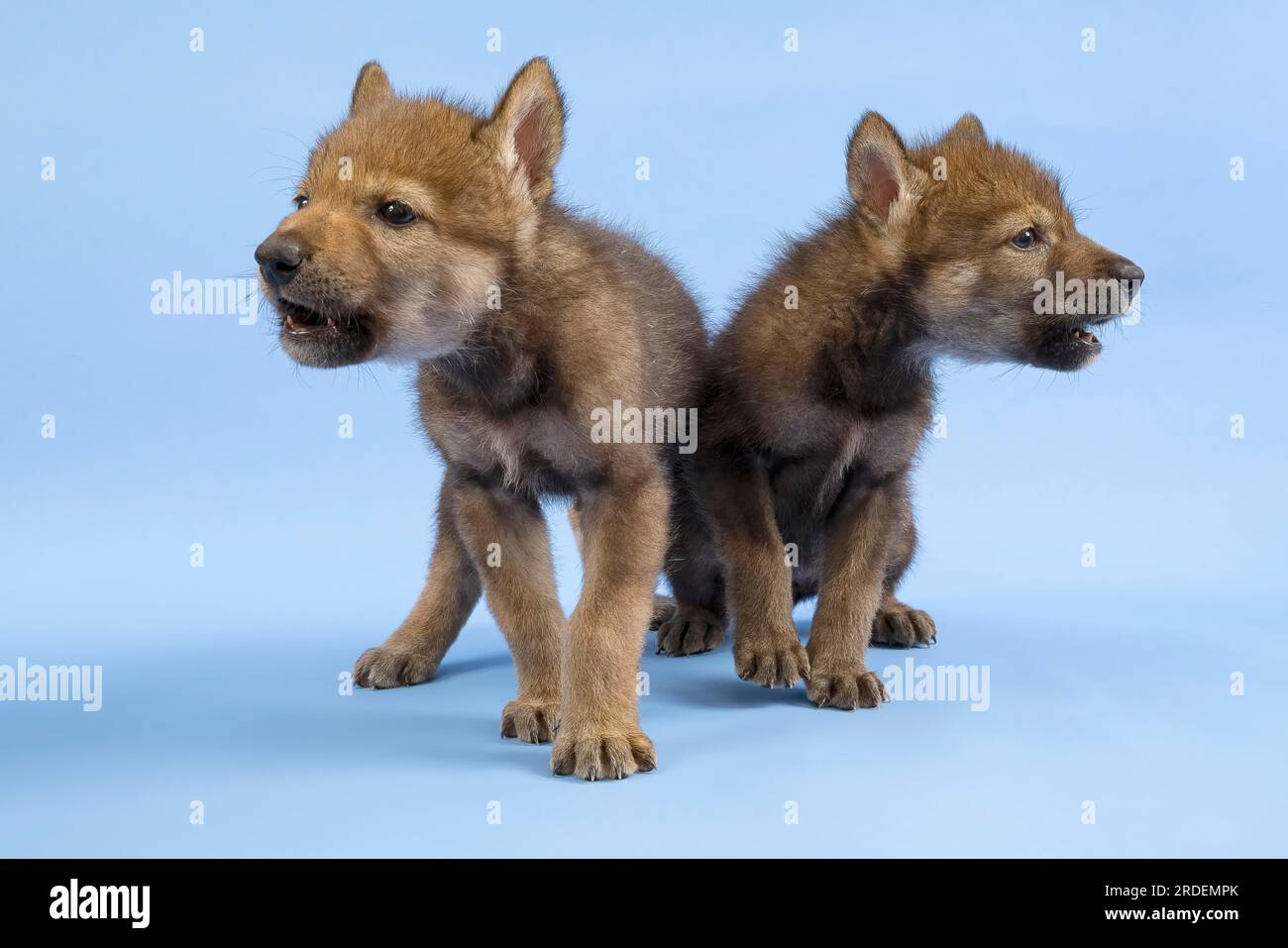 European gray wolf (Canis lupus lupus), 2 animals, howling, pup ...