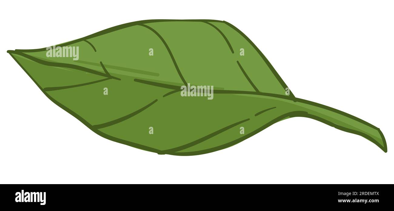 Leaf of bush, plant or tree, foliage and leafage Stock Vector Image ...