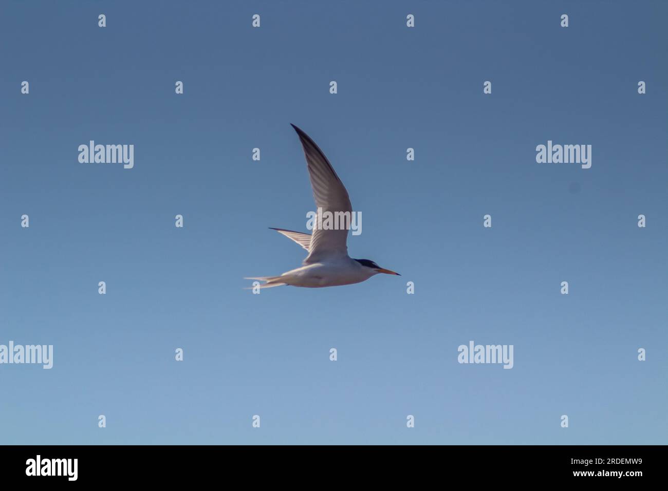 Skybound Mariners: Sternidae Birds Soaring Over the Sky Stock Photo - Alamy