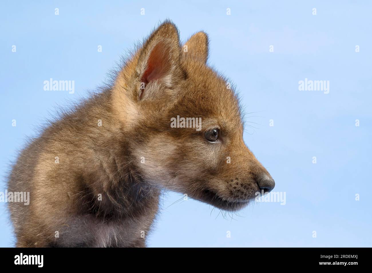 European gray wolf (Canis lupus lupus), animal portrait, lateral, pup ...